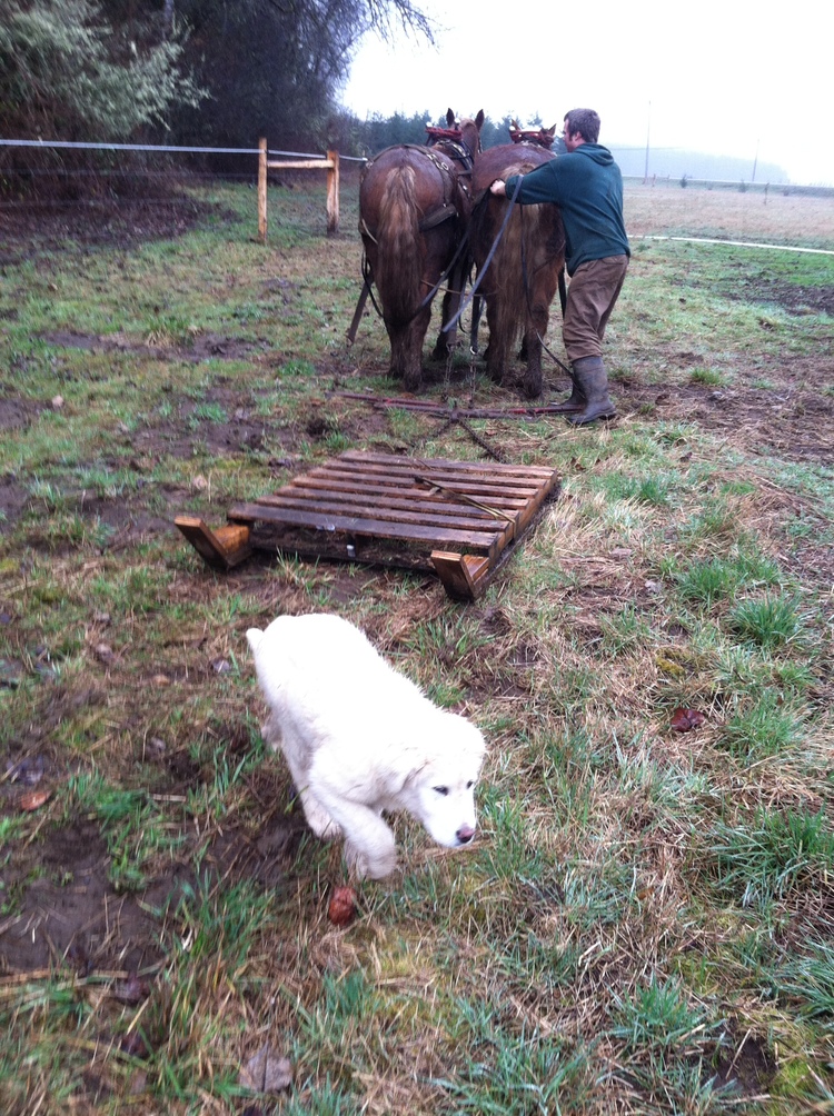 FARMPAGE-Stoneboat-Farm